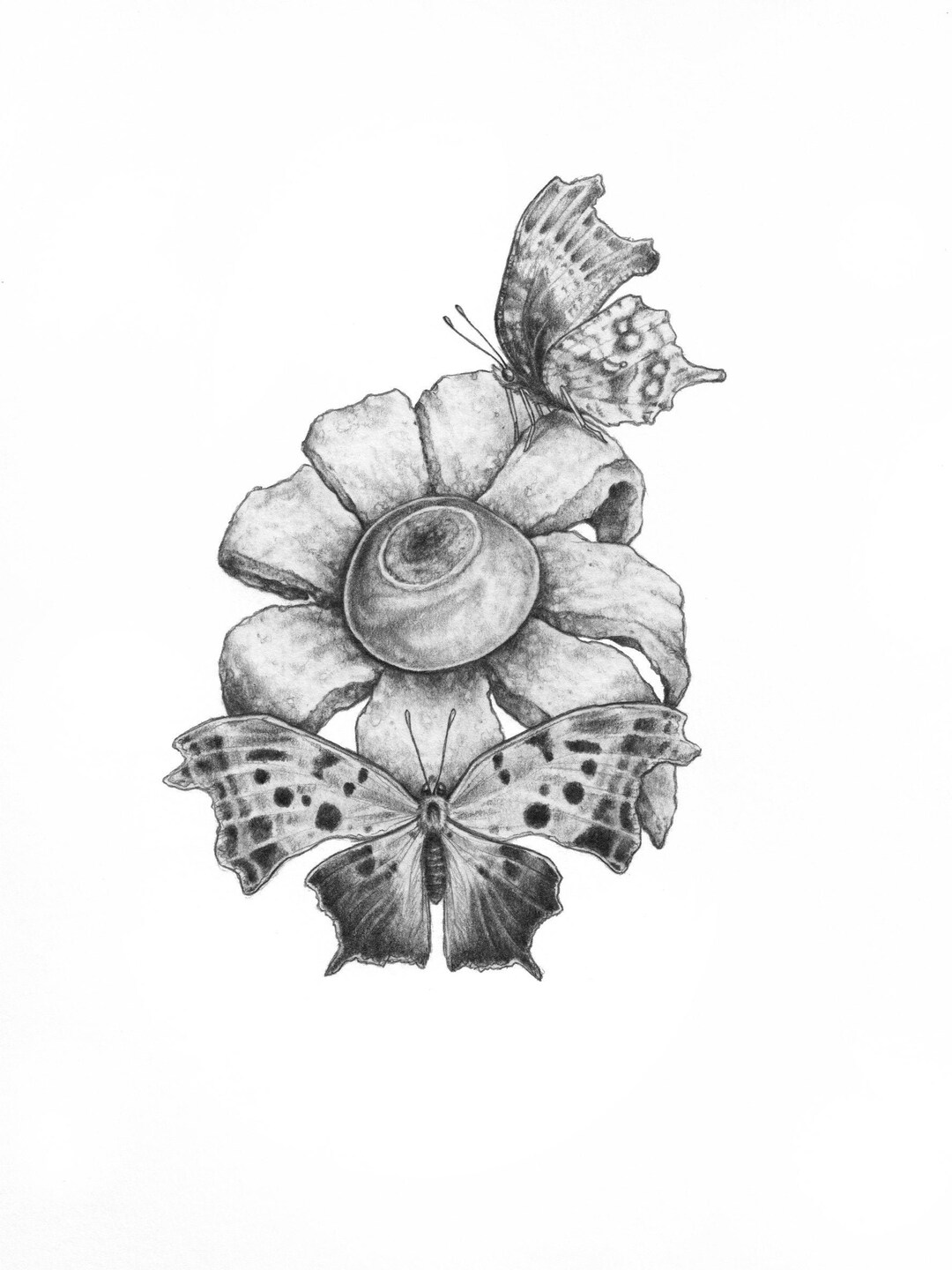 SUPER SALE Original Drawing - Butterfly, Fungus, Graphite Drawing - Etsy UK