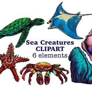 Sea Creatures Clipart Ocean PNG Underwater Clip Art Set - Etsy