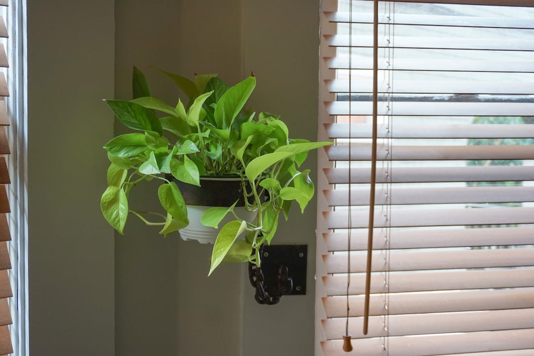 6” Plant Holder Shackles - Etsy