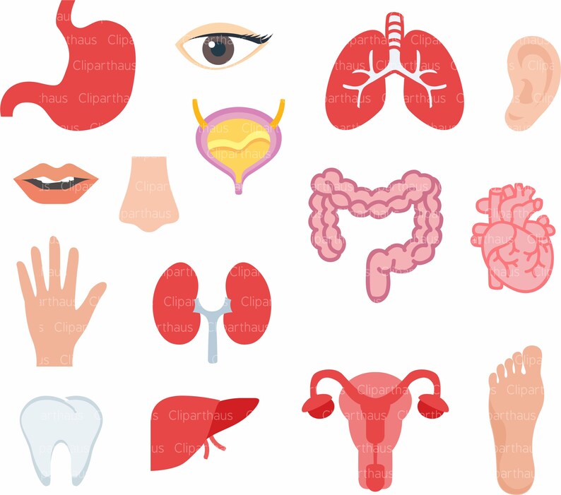 Body Organs Clipart, Body Organs Clipart SVG, Clipart Body Organs ...