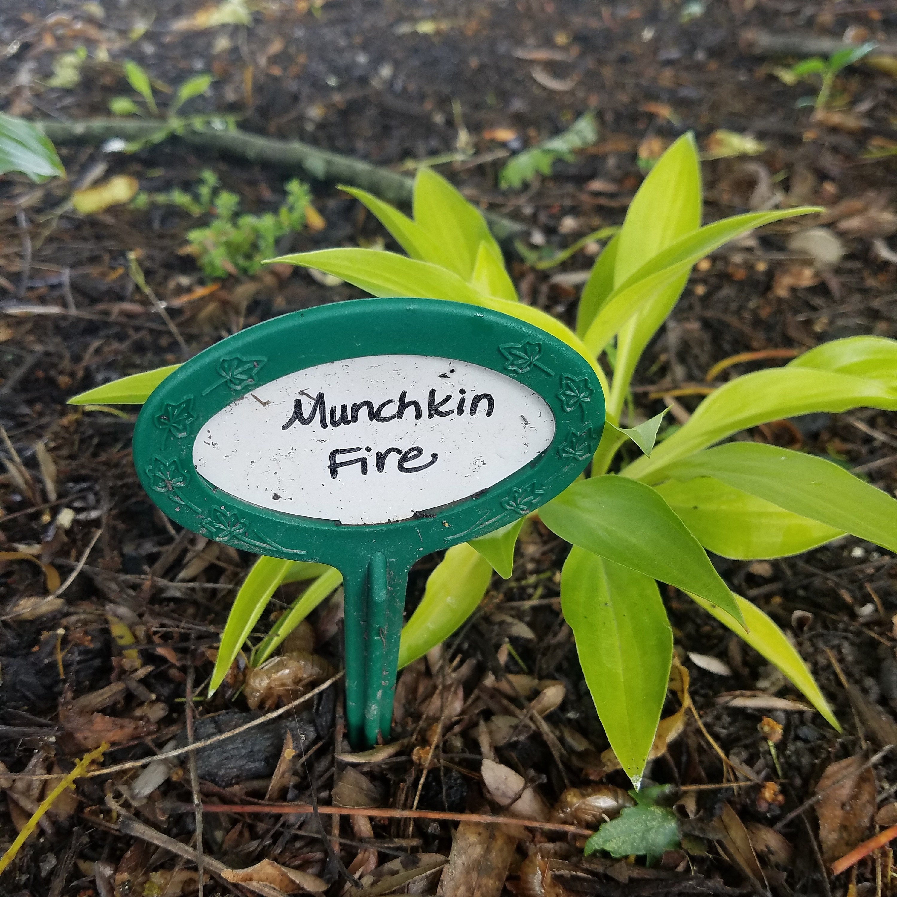 Plant Marker / Garden Markers Set of 20 - Etsy