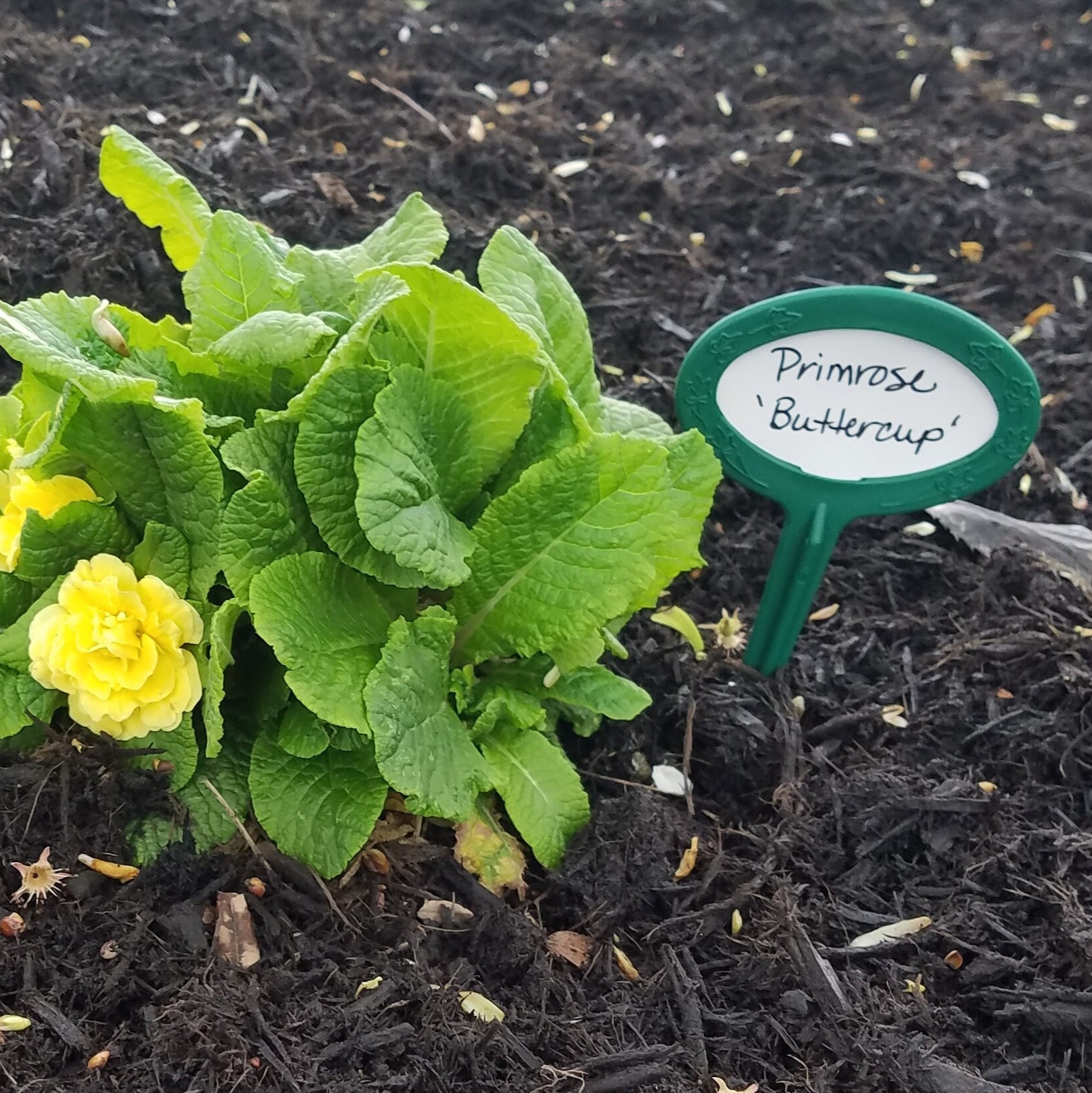 Plant Marker / Garden Markers Set of 30 / Garden Gift - Etsy