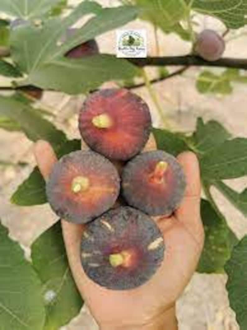 Japan Kurume Kuromitsu Fig > Ficus Carica Sp. Kuromitsu > 15 Fresh ...