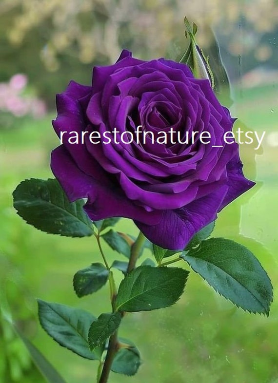 Deep Purple Rose