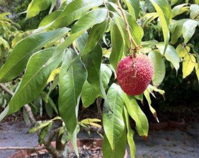 Lychee Tree Emperor Dwarf Variety 3 Fresh High Quality Seeds - Etsy ...
