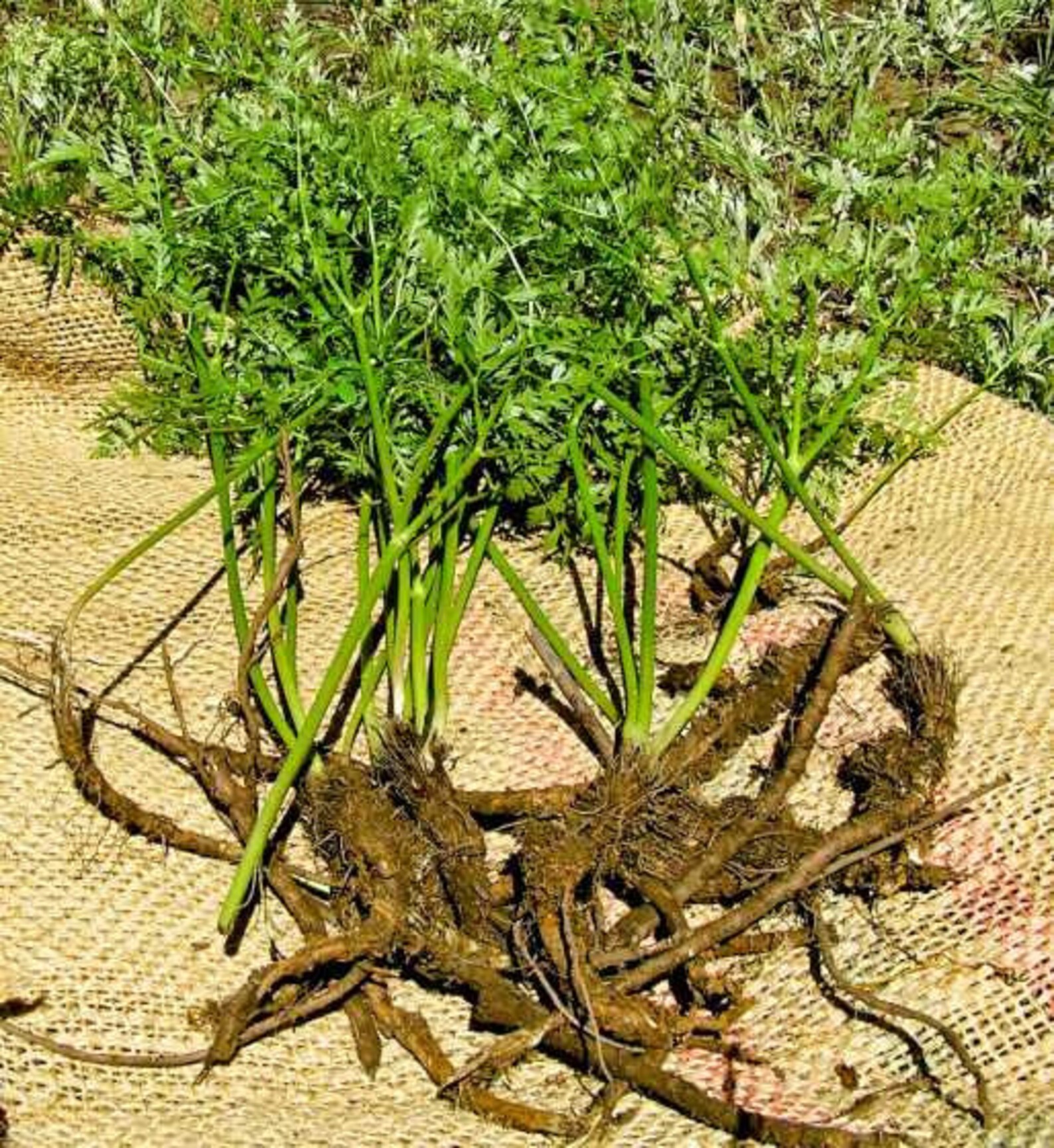 Ligusticum porteri OSHA Porter's Licorice Root herb | Etsy