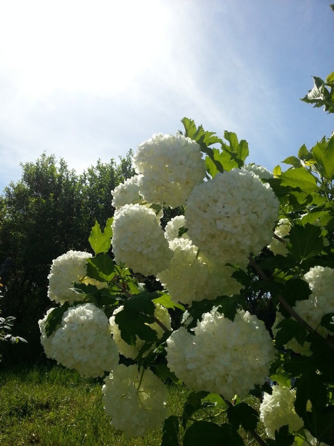 Viburnum Roseum , Snowball Plant > 3 Fresh Cuttings for Easy Rooting ...