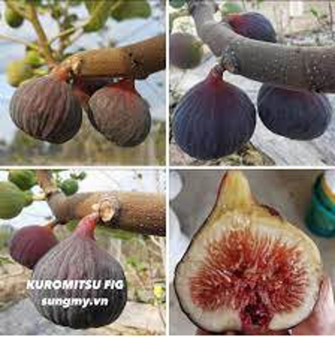 Japan Kurume Kuromitsu Fig > Ficus Carica Sp. Kuromitsu > 15 Fresh ...