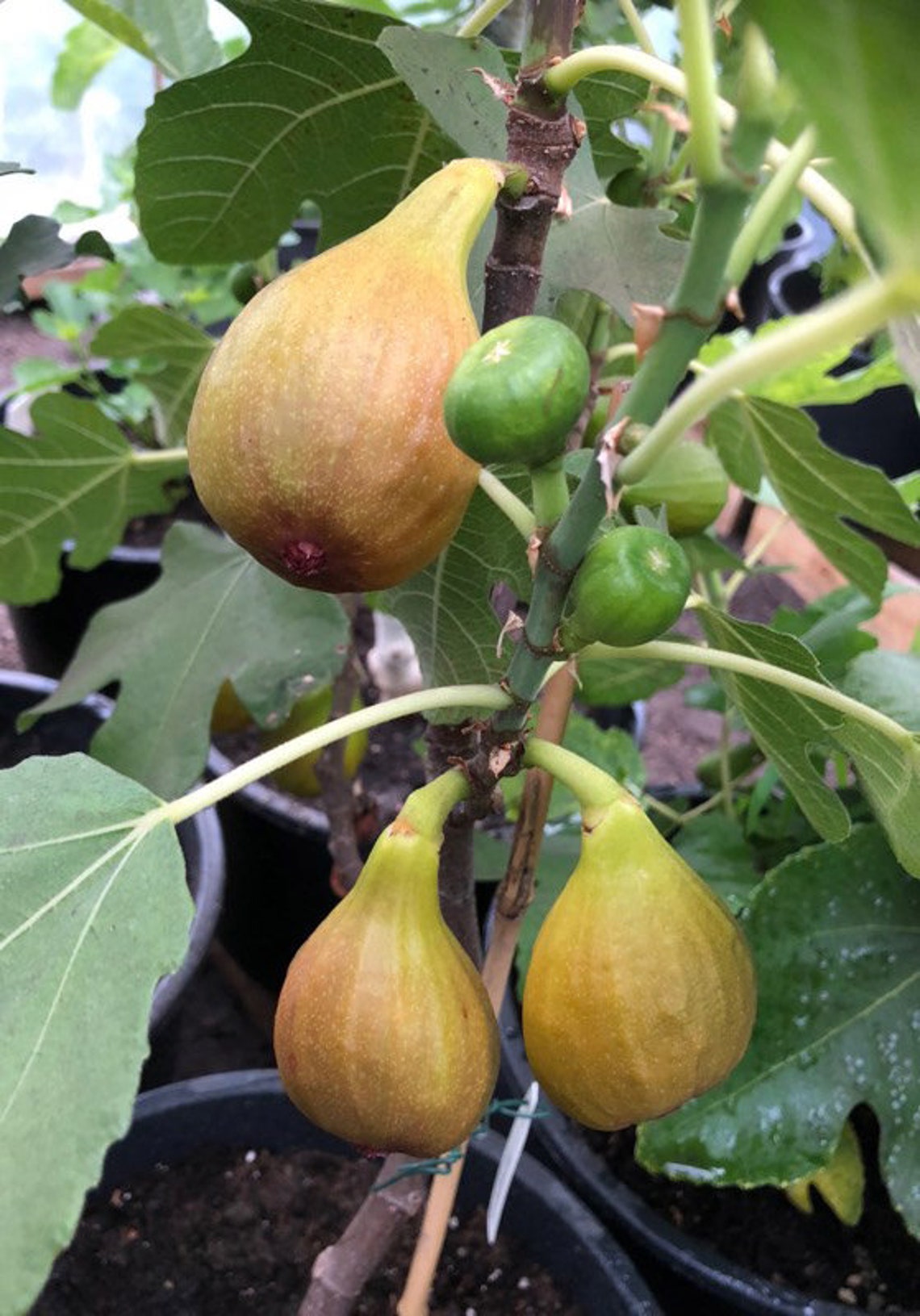 Bornholm Diamond Fig Ficus Carica Bornholm / 3 Fresh | Etsy
