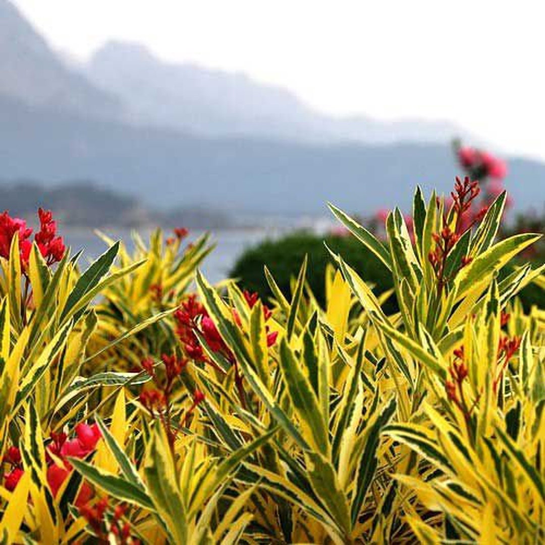 Nerium Splendens Double Pink Oleander Variegated Leaf. 10 SEEDS for ...