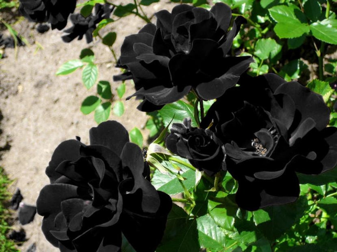 Die schwarze Rose von Halfeti, Halfeti Rose, die arabische Brautrose 10 ...