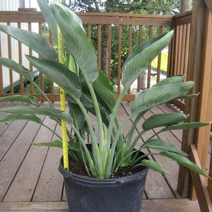 Dwarf Bird of Paradise Flower - Strelitzia Reginae Dwarf Form - 3 Fresh ...