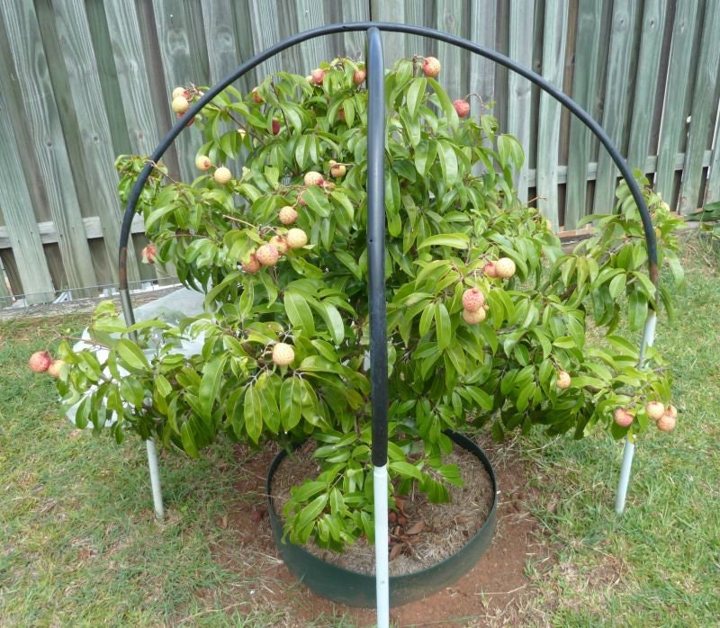 Lychee Tree Emperor Dwarf Variety 3 Fresh , High Quality Seeds for ...