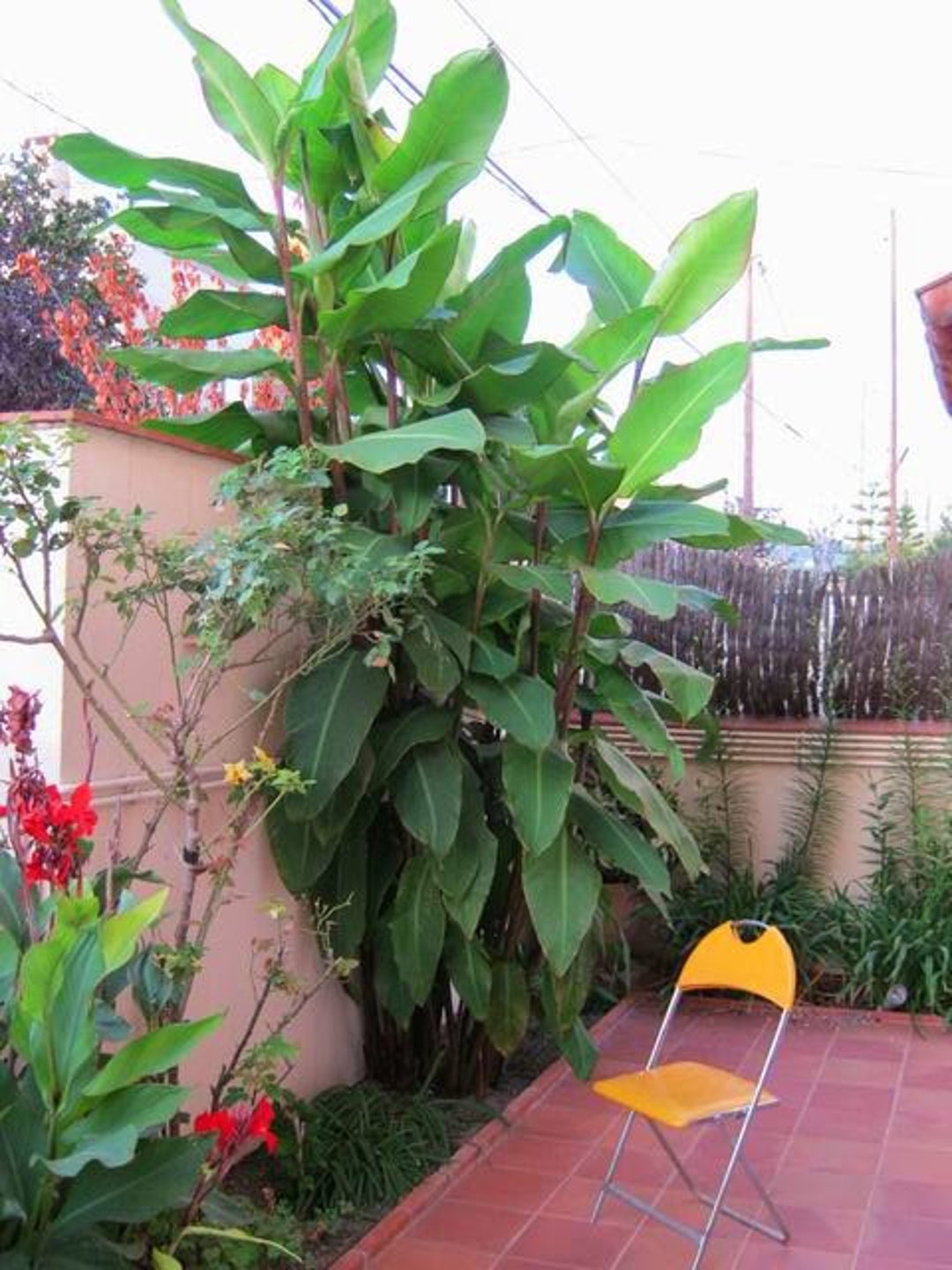 Hardy Tropicals : Canna Musifolia Extra Large Banana Looking - Etsy ...