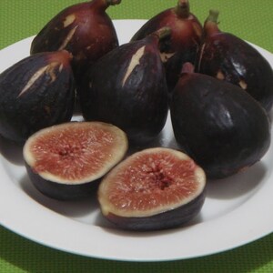 Collection of 10 Rare Fig (ficus Carica) Varieties SEEDS for Planting ...