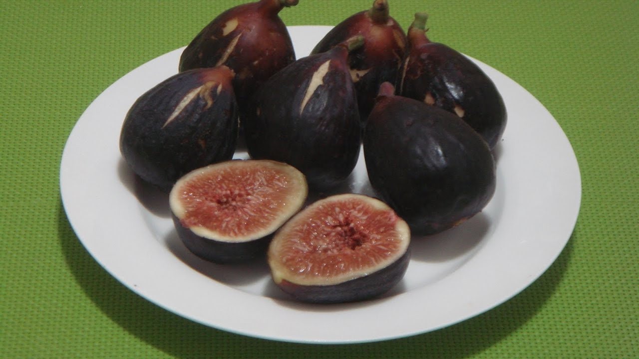 Collection of 10 Rare Fig (ficus Carica) Varieties SEEDS for Planting ...