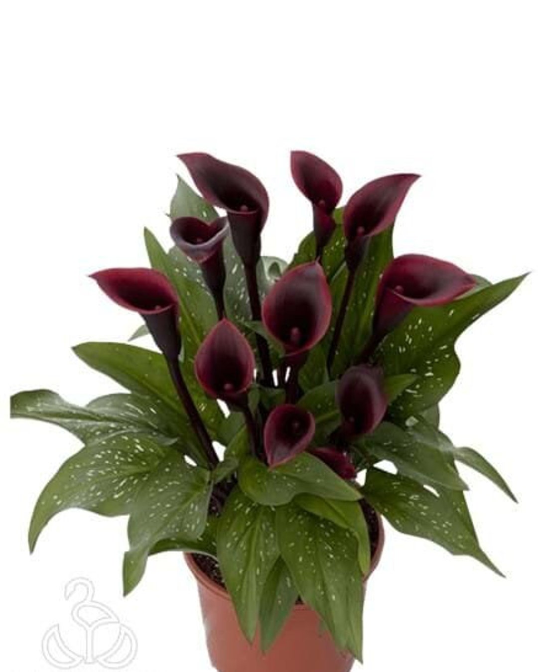 Belle Calla montevideo lilly - 6 graines fraîches pour cultiver vos ...