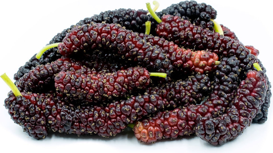 Pakistan Purple Long * Mulberry - Genuine Variety - 15 Fresh Seeds - Etsy