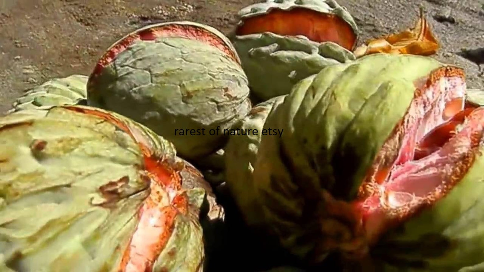 Annona Diversifolia Ilama Fruit 2 Fresh Seeds for | Etsy