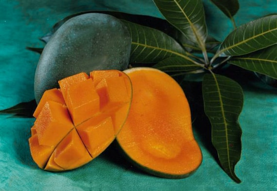 Mangifera Indica Cult. Arumanis green Mango 1 Xl Seed for | Etsy