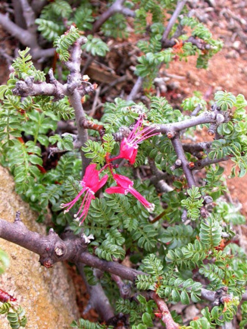 Unique Seeds Offer Large Collection of Rare Seeds 10 Types - Etsy