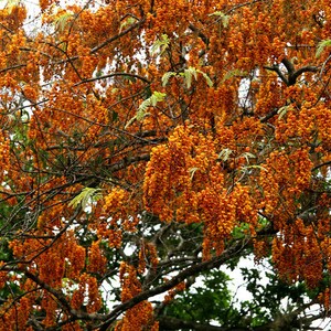 Spectaculaire arbre de douche en bronze ( Cassia moschata ) 5 graines ...
