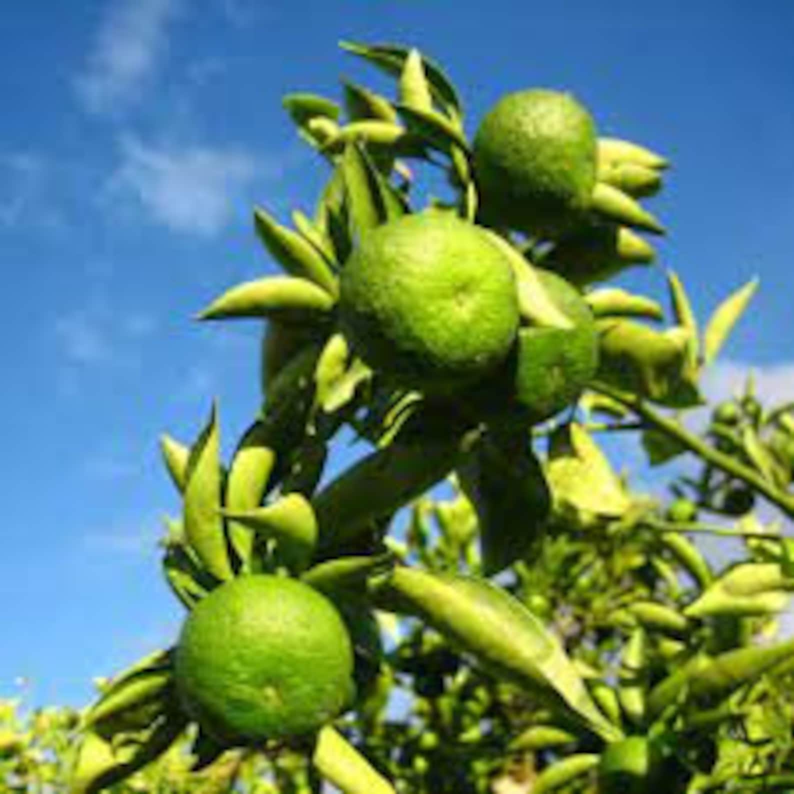 Cytrusowe limonki Shikuwasa > depressa cytrusowe > japońska zielona ...