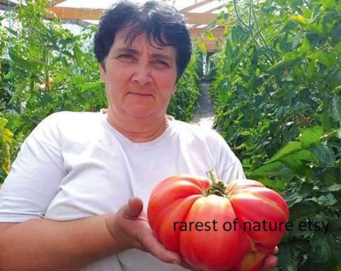 Japan Kurume Kuromitsu Fig Ficus Carica Sp. Kuromitsu 15 Fresh Seeds ...