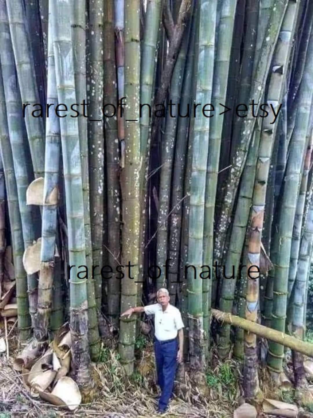 Bambu gigante - Dendrocalamus giganteus - 1 RIZOMA forte de dois anos ...