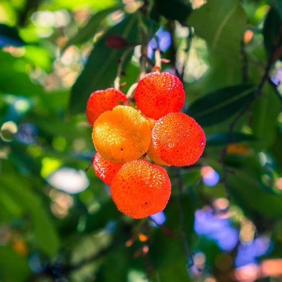 Arbutus Unedo Compacta Dwarf Strawberry Tree