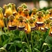 Calceolaria Uniflora , Darwin’s Slipper, Darwin’s Slipper Flower - 10 ...