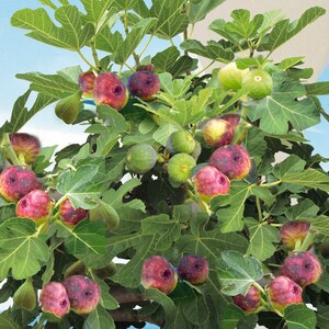 Collection of 10 Rare Fig (ficus Carica) Varieties SEEDS for Planting ...
