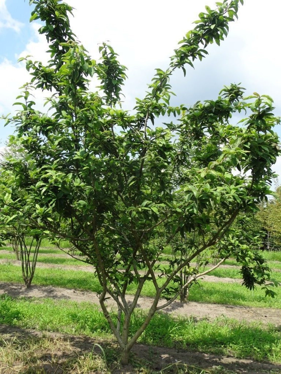 Medlar (mespilus Germanica) DUTCH GIANT > Forgotten Fruits > Ugly but ...