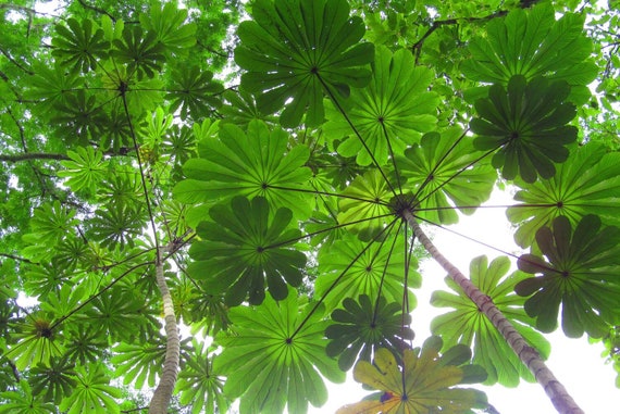 Beautiful Cecropia peltata trumpet-tree 6 fresh seeds fro | Etsy