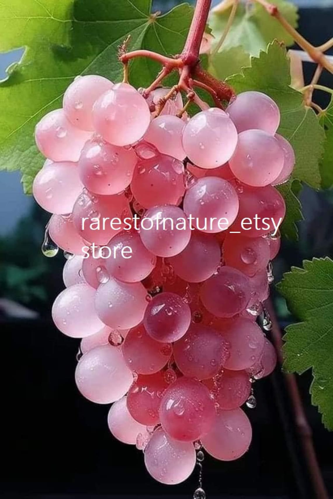 The Pink Koshu Grapes of Japan (yamanashi ) > 7 Fresh Seeds , Already ...