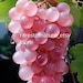 The Pink Koshu Grapes of Japan (yamanashi ) > 7 Fresh Seeds , Already ...