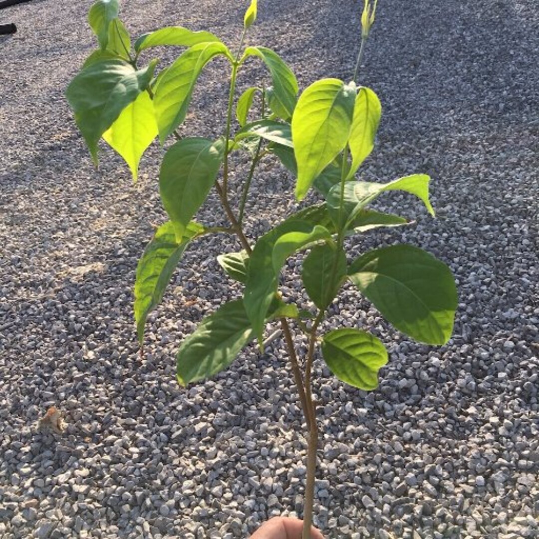 Ubhubhubhu Helinus integrifolius Traumkräuter 5 frische - Etsy.de