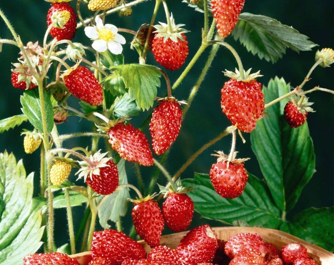 The Pink Koshu Grapes of Japan (yamanashi ) > 7 Fresh Seeds , Already ...