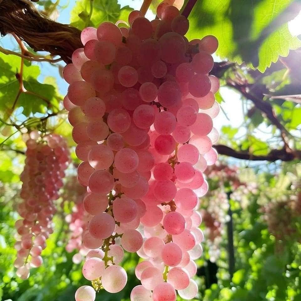 The Pink Koshu Grapes of Japan (yamanashi ) > 7 Fresh Seeds , Already ...