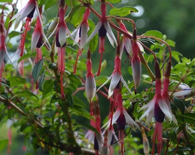 The Pink Koshu Grapes of Japan (yamanashi ) > 7 Fresh Seeds , Already ...