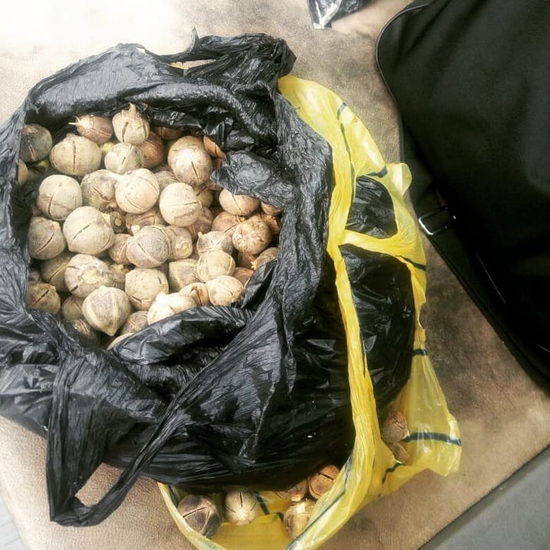 Azanza Garckeana or Snot Apple- African Chewing Fruit 3 Quality Seeds ...