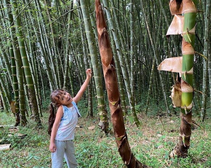 The Pink Koshu Grapes of Japan (yamanashi ) > 7 Fresh Seeds , Already ...