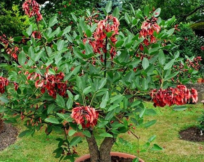 The Pink Koshu Grapes of Japan (yamanashi ) > 7 Fresh Seeds , Already ...