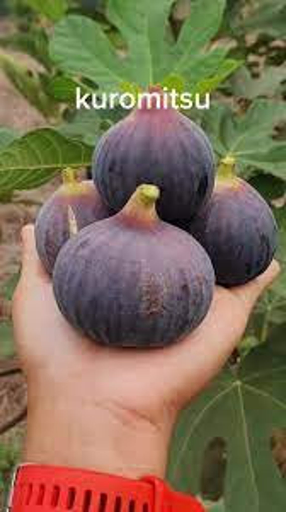Japan Kurume Kuromitsu Fig > Ficus Carica Sp. Kuromitsu > 15 Fresh ...