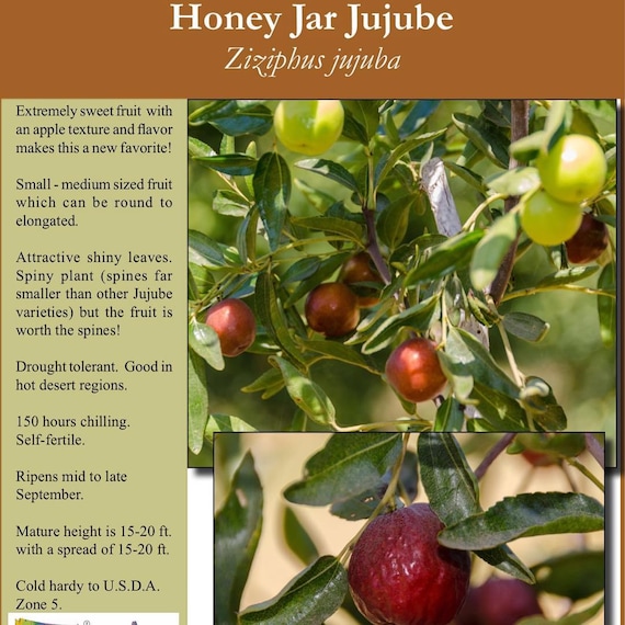 Arvore Jujuba Ziziphus Jujuba (Jujuba Chinesa): Origem E Seus 5