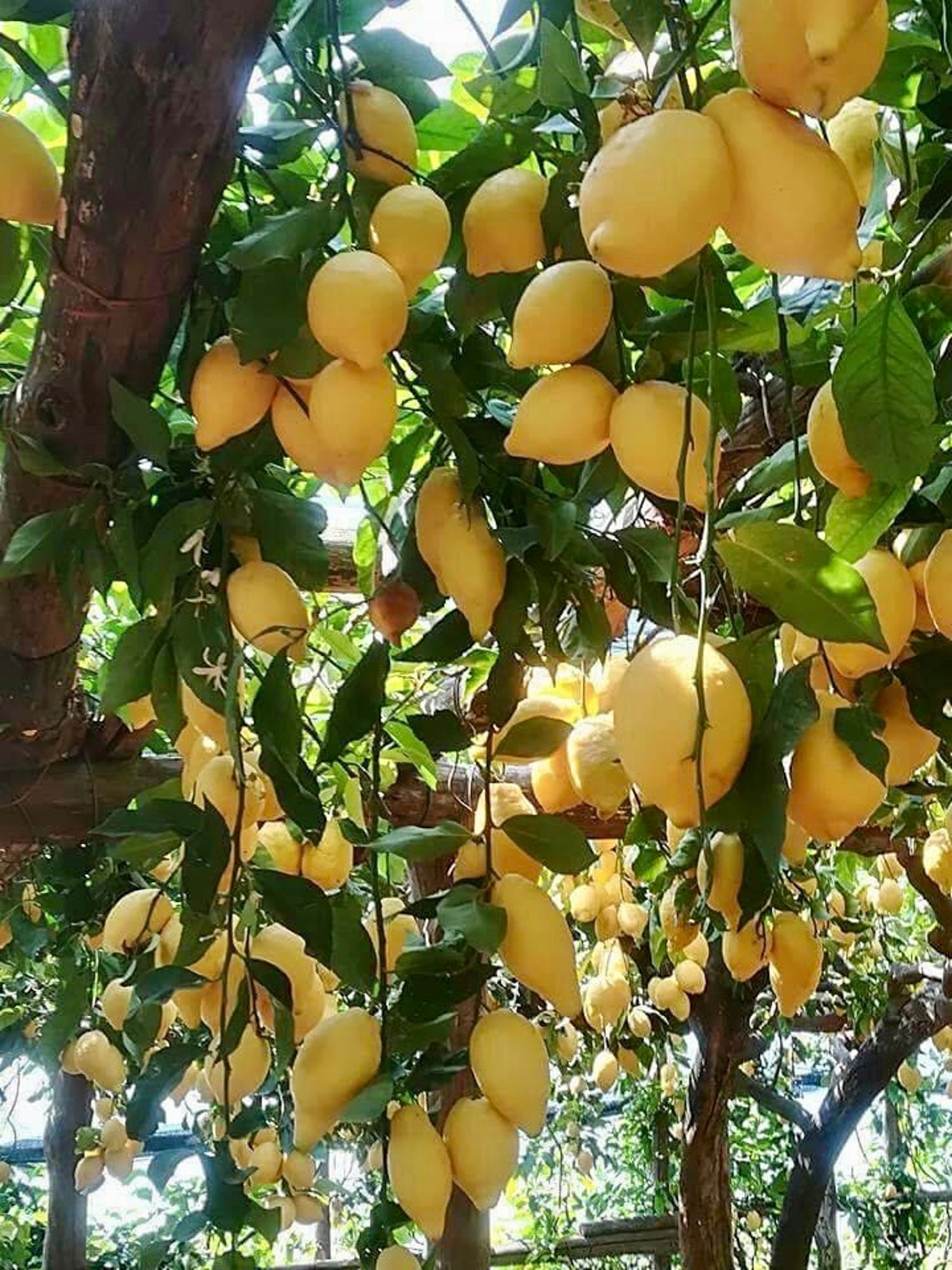 Sfusato Amalfitano Lemons 5 Fresh Seeds for Growing Your - Etsy Australia