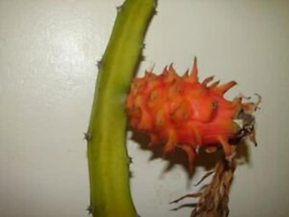 Orange Dragon Fruit