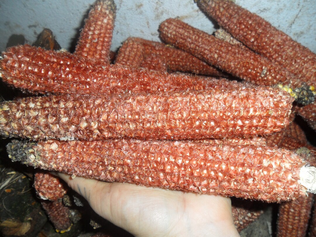 10 Pieces Large XL Organic , 100 % Bio Corn Cobs for Different Purposes ...