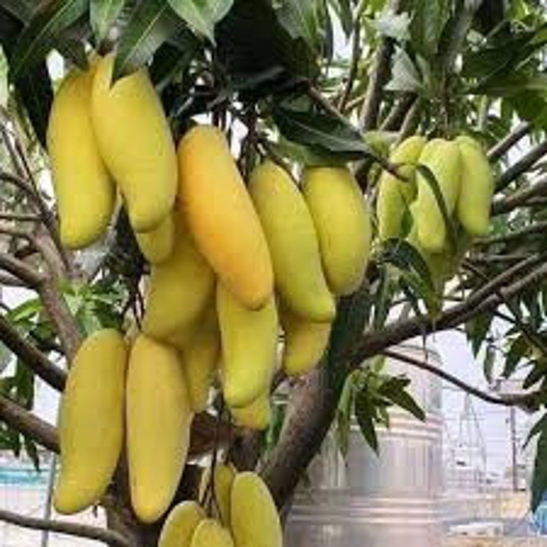Golek Mango (indonesia Variety) Fruit Seed for Planting > 1 Fresh Seed ...