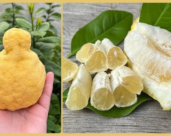 The Pink Koshu Grapes of Japan (yamanashi ) > 7 Fresh Seeds , Already ...